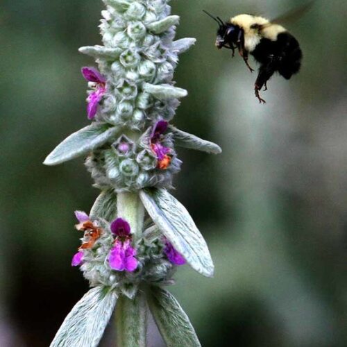 How to Help the First Endangered Bee Species – Mother Earth Living ...
